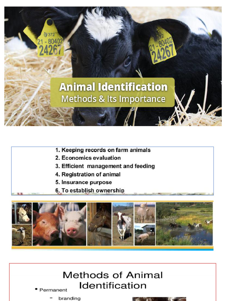 P2 Identification of Farm Animals | PDF | Radio Frequency Identification