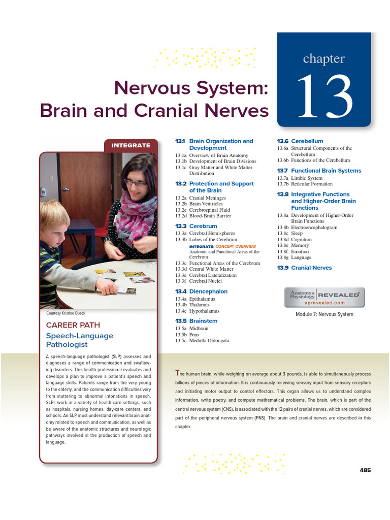 Chapter 13 - Brain and Cranial Nerves | PDF | Central Nervous System ...