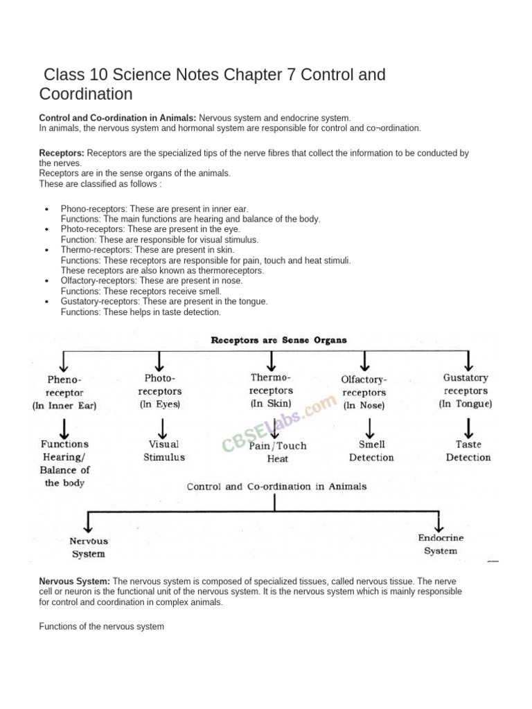 Class 10 Science Notes Chapter 7 Control and Coordination | PDF ...