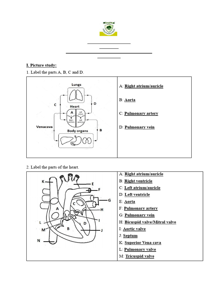 Answer Key - Circulatory System WSH 2 | PDF | Atrium (Heart) | Heart