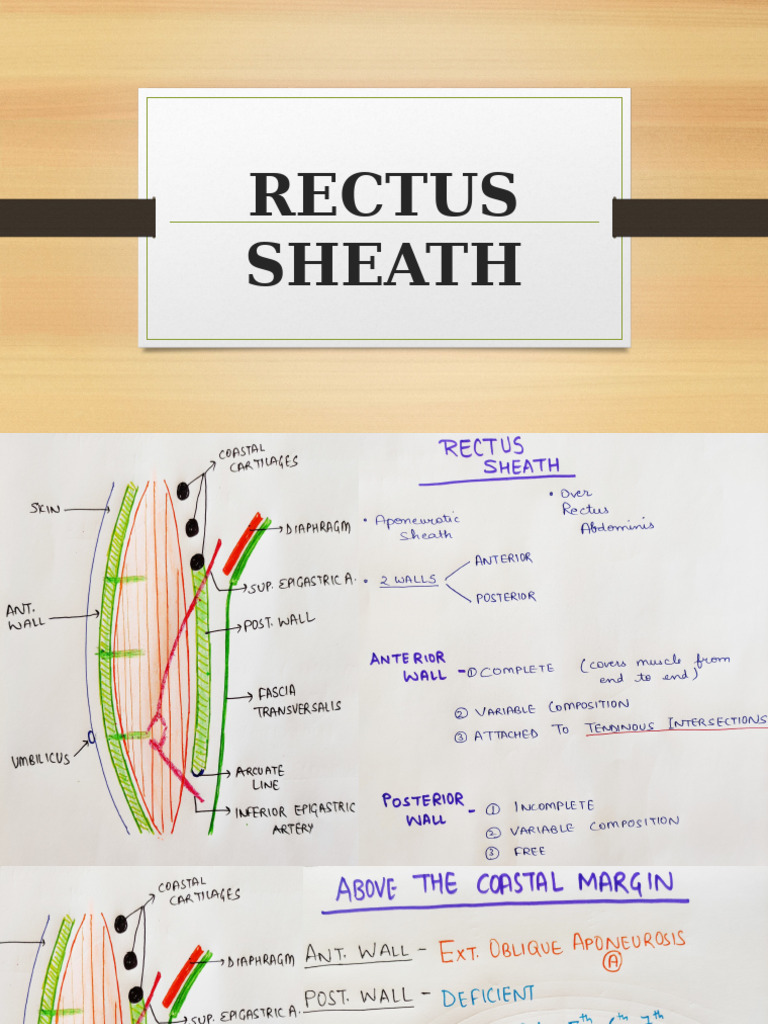 Rectus Sheath | PDF