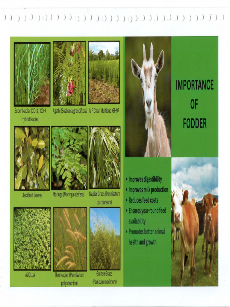 267-Importance of Fodder | PDF