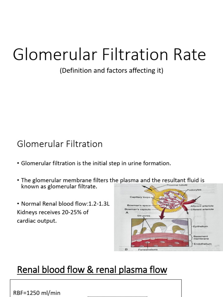 GFR Calculation and Filtration Process | PDF | Kidney | Medical Specialties