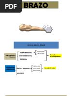 Anatomía del Brazo: Estructura y Función | PDF | Codo | Extremidades ...
