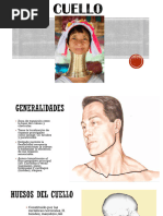 Anatomía del Cuello: Regiones y Estructuras | PDF | Piel | Cuello