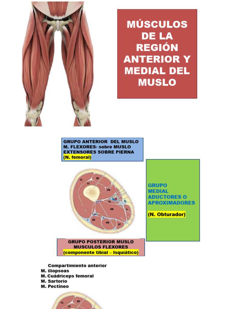 Músculos del muslo: anterior y medial | PDF | Anatomía del miembro ...