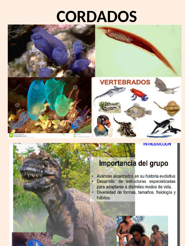 Filo Cordados (Chordata) 2020 | PDF | Cordados | Zoología
