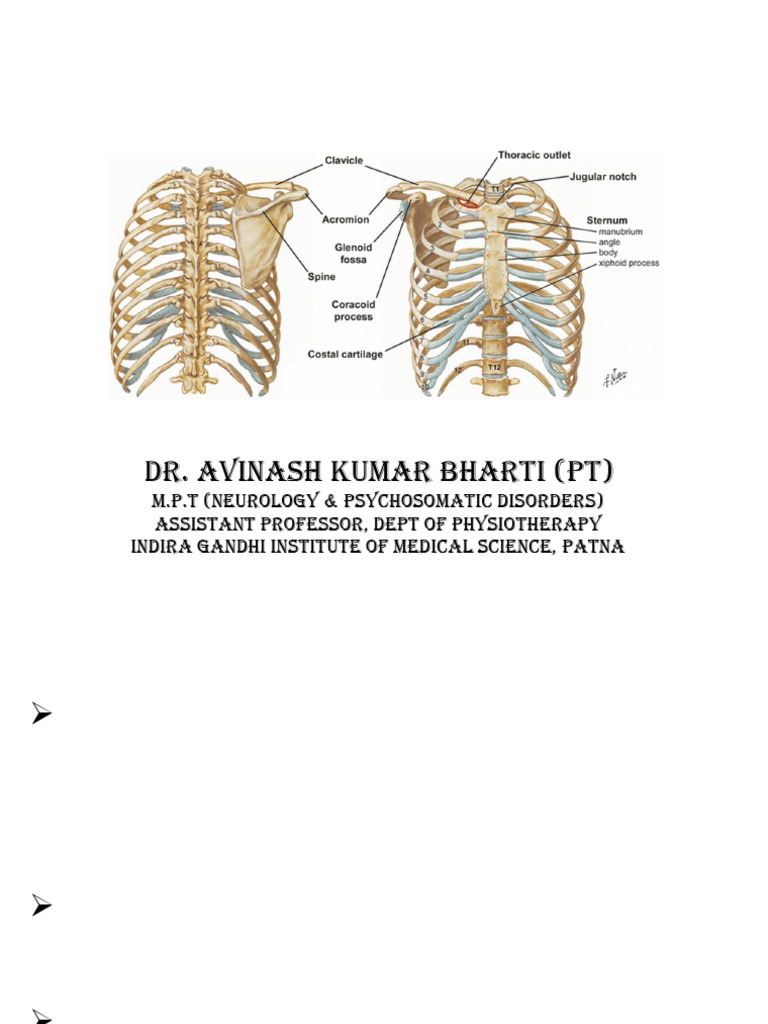 Thorax Biomechanics and Anatomy Overview | PDF | Vertebra | Thorax