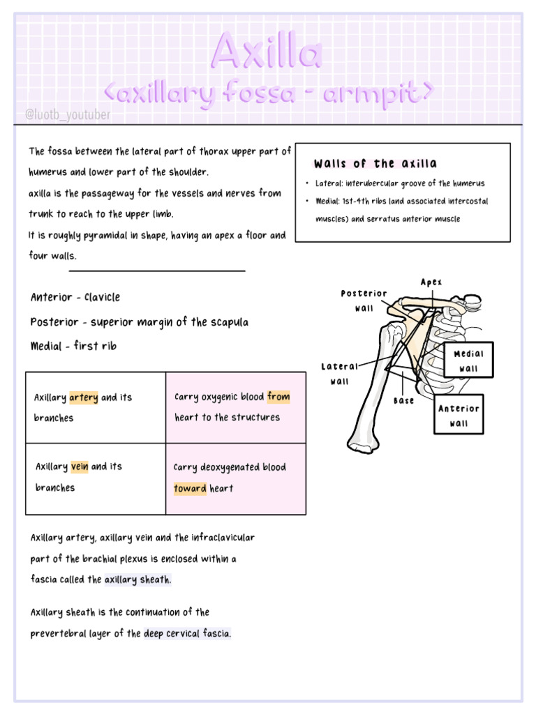 Axilla | PDF | Aorta | Thorax (Human Anatomy)