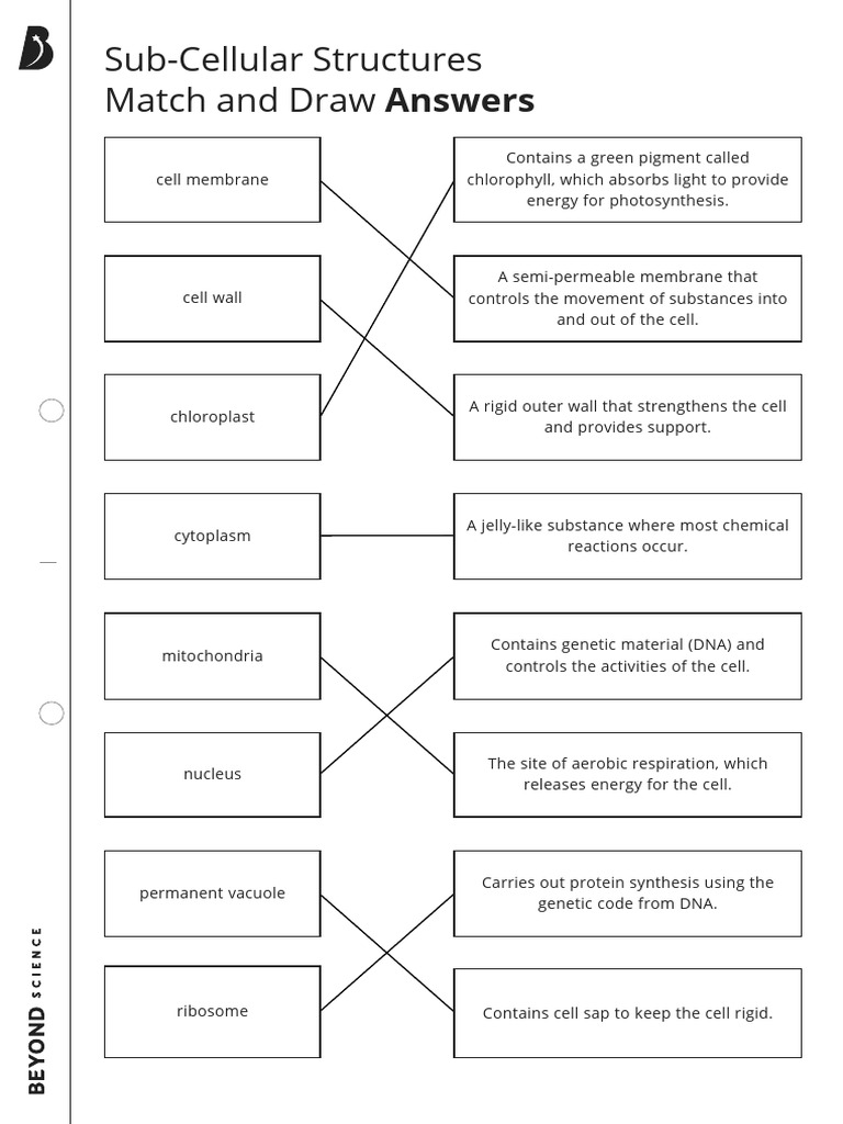 Sub-Cellular Structures Match and Draw Answers | PDF