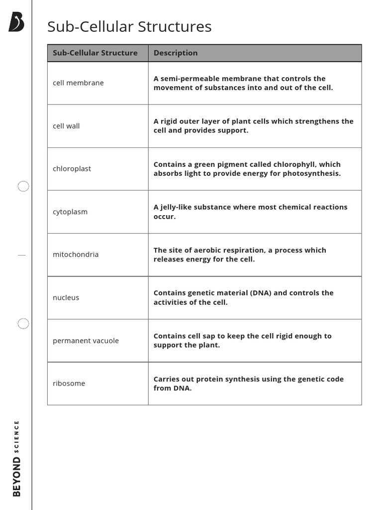 Describing Sub-Cellular Structures Worksheet - Answers | PDF