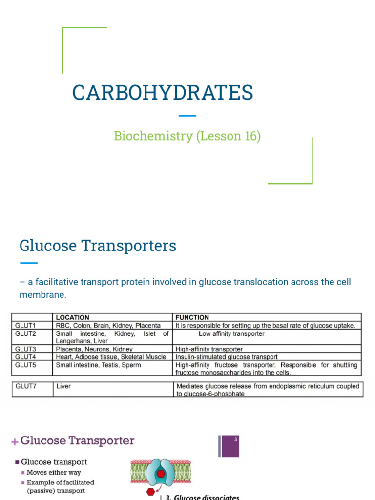Lesson 16 - Carbohydrates | PDF