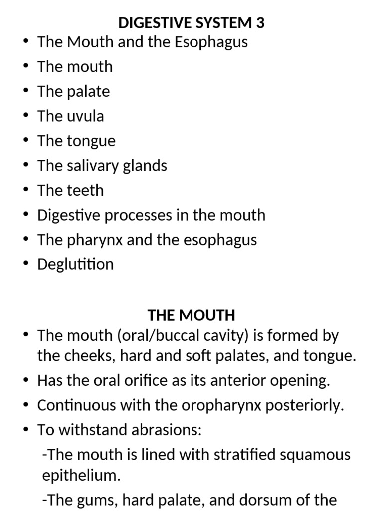 Digestive System 3 | PDF | Esophagus | Dental Anatomy
