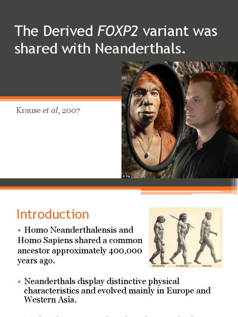 FOXP2 and Neanderthals | PDF | Neanderthal | Homo Sapiens