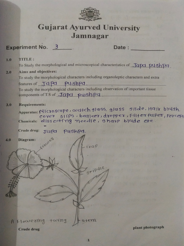 Japa Pushpa | PDF | Plant Morphology