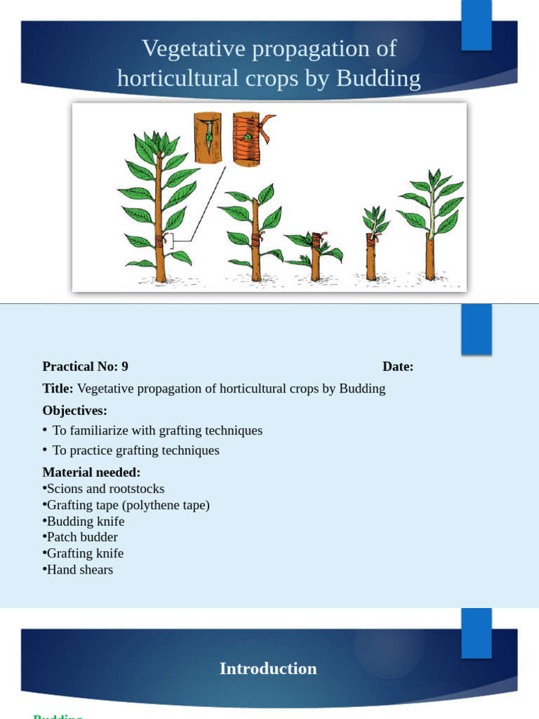 Budding Techniques in Horticulture | PDF | Grafting | Agriculture