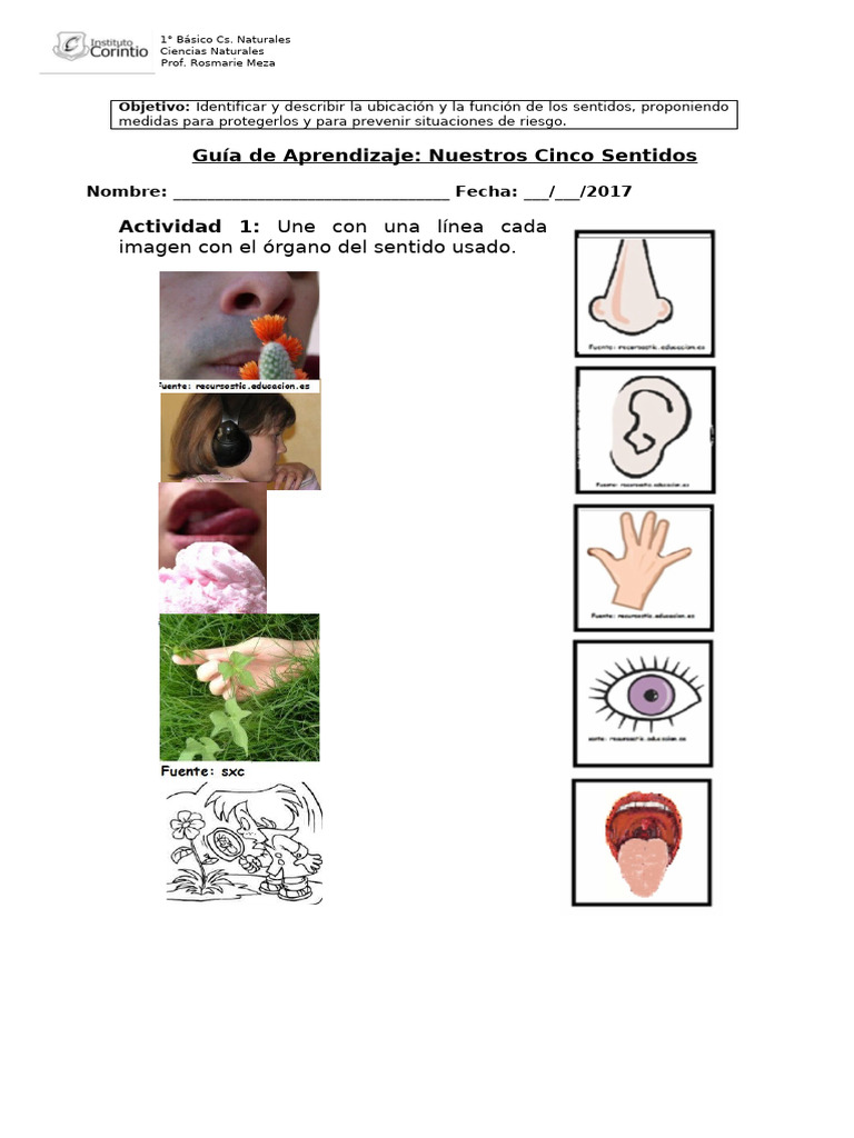Guía de Aprendizaje: Nuestros Sentidos | PDF