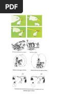 Anatomia de La Mosca Presentacion | PDF
