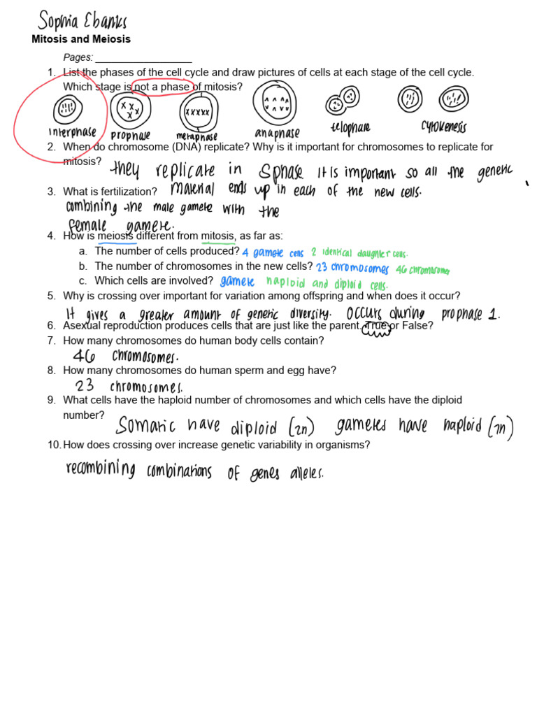 Cell Cycle | PDF