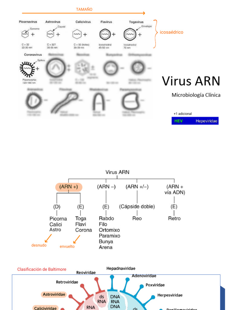 Virus ARN: Clasificación y Patogénesis | PDF | Virus | Virus de la ...
