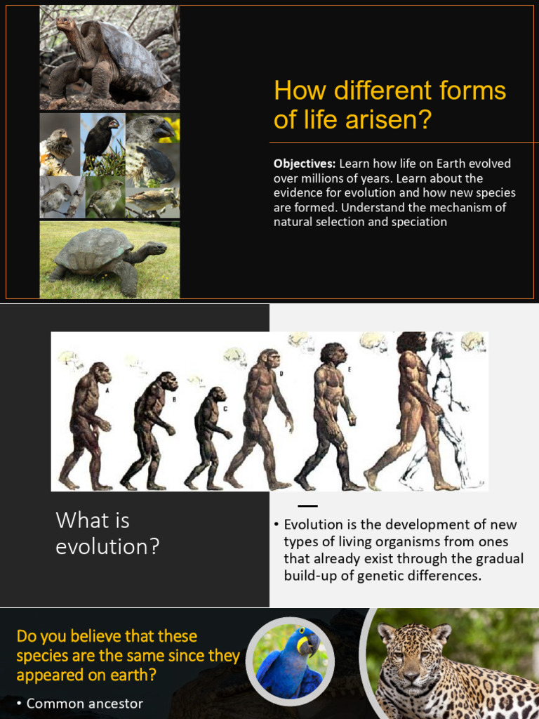 9F_SA_SF_SI - 2024 - Class 8 - Evolution Part 1 | PDF | Evolution ...