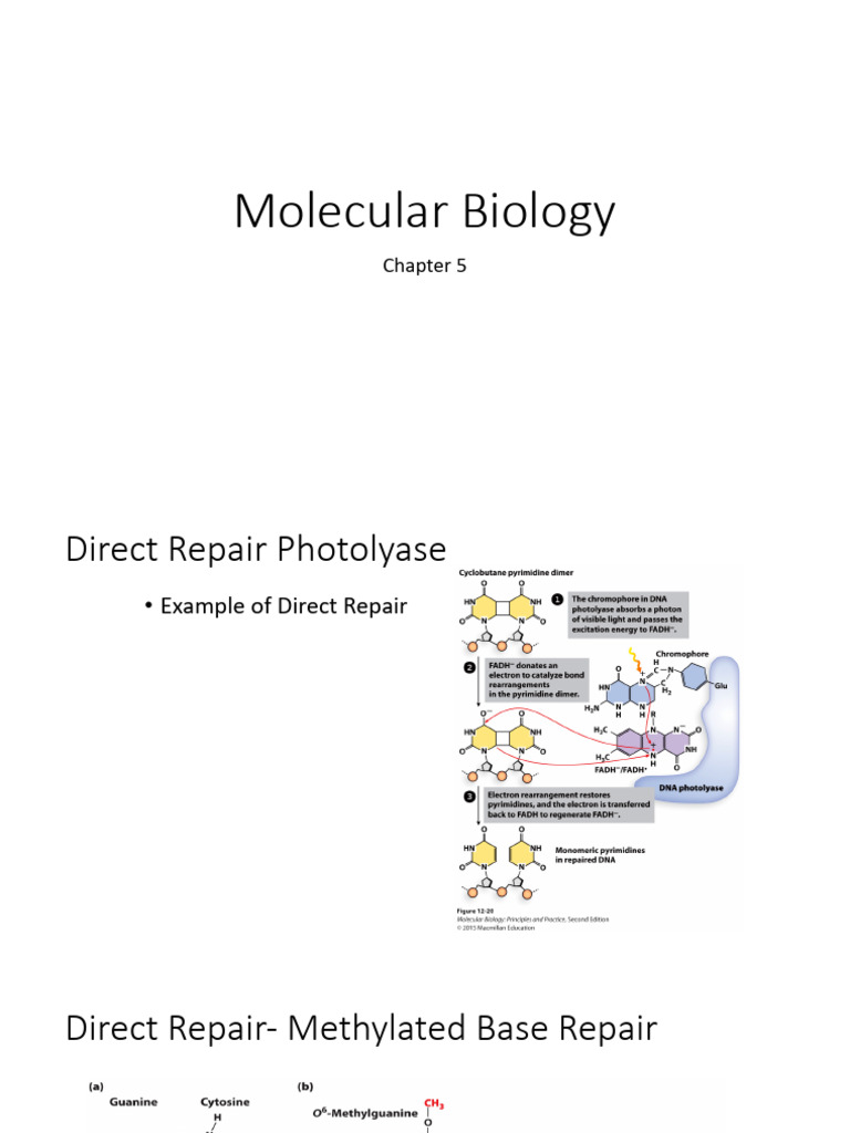 Direct DNA Repair Mechanisms Explained | PDF