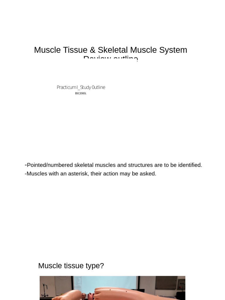 PII - Muscle Tissue & Skeletal Muscle System - Study Outline | PDF ...