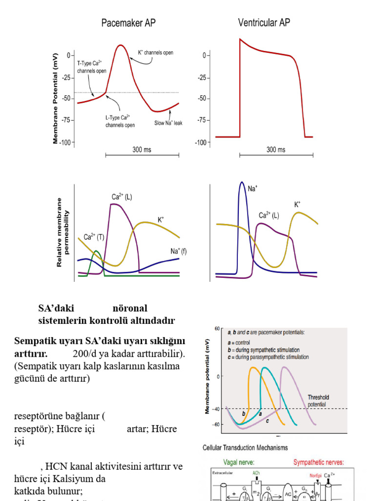 Ders II. Hemodinamik Temel Kavramlar Tekrarlı 19 Eylül 2002 | PDF