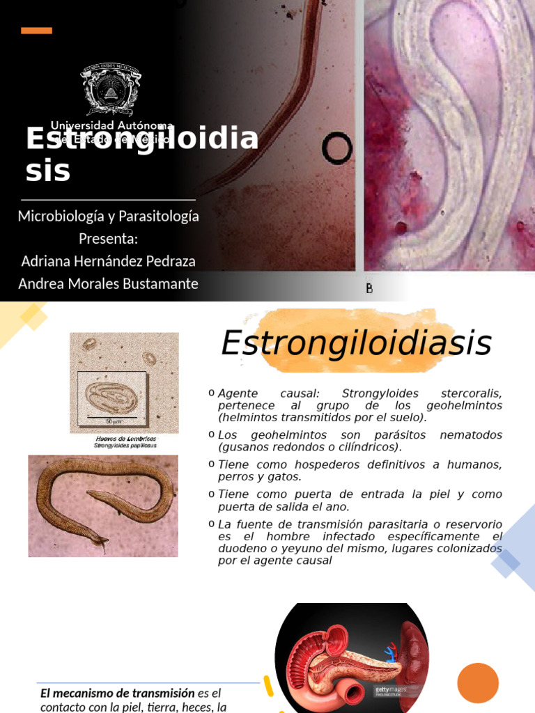 Estrongiloidiasis | PDF