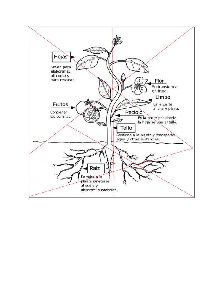 Partes de La Planta.2. | PDF