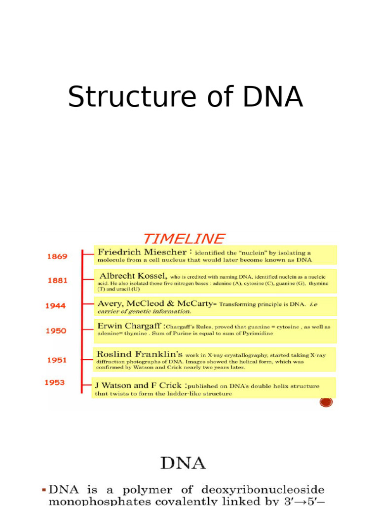Structure of DNA | PDF