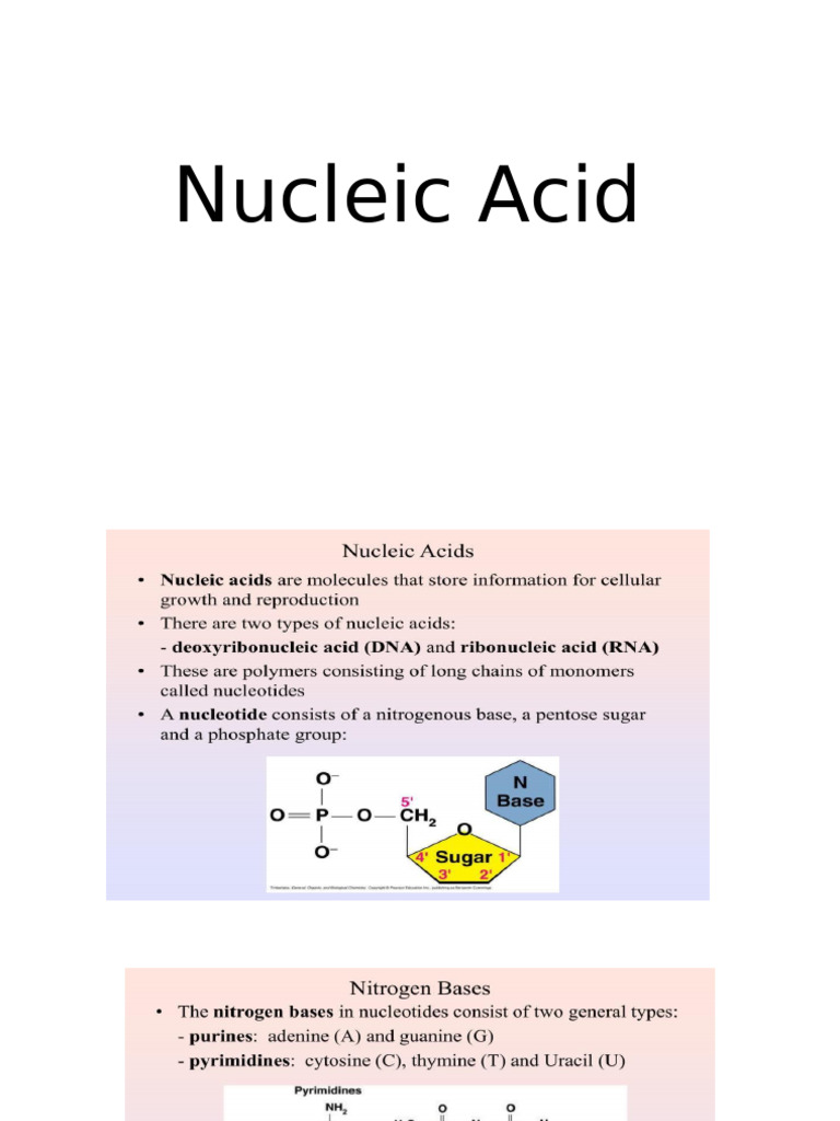 Functions of Nucleic Acids Explained | PDF