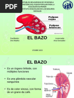 Bazo Histologia | PDF