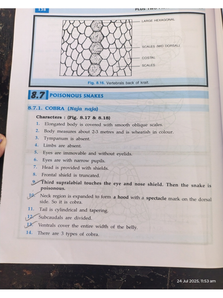 Snake Spotting | PDF