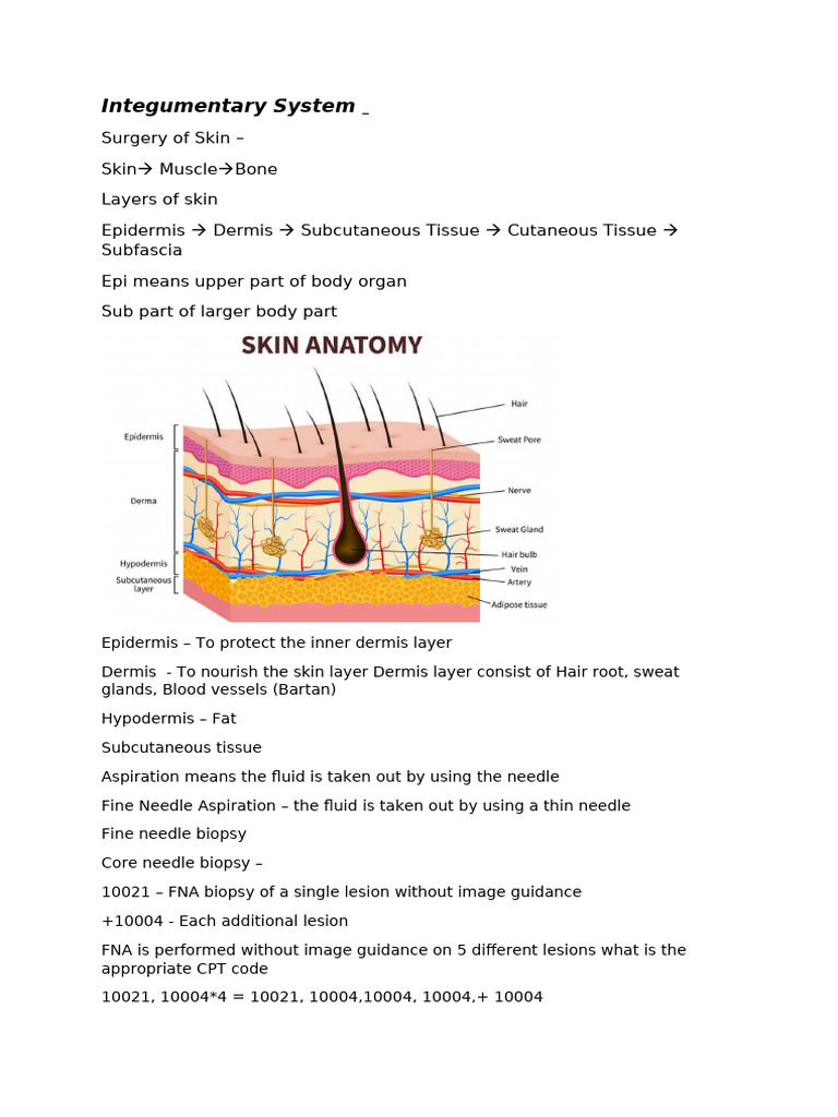 Integumentary System Notes | PDF
