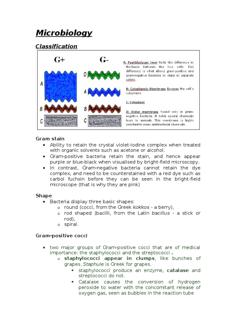 Microbiology 2 | PDF | Streptococcus | Gram Negative Bacteria