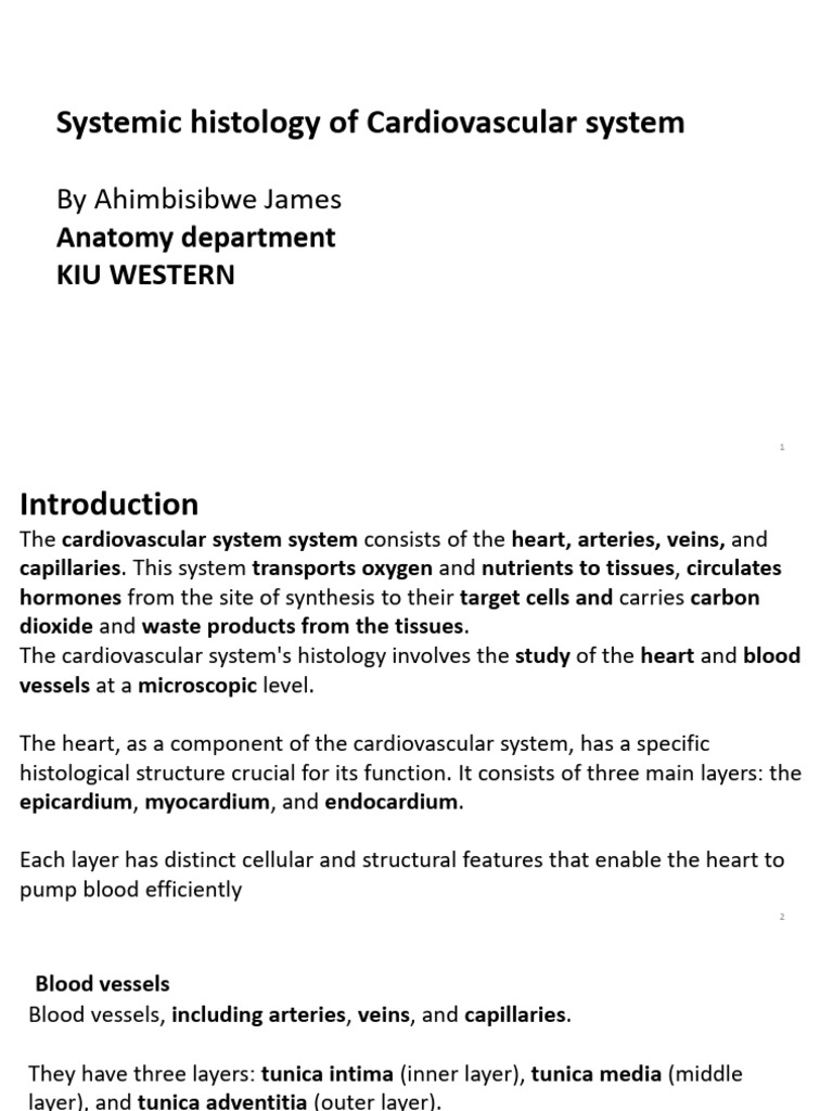 BMS Systemic Histology CVS | PDF | Cardiac Muscle | Heart
