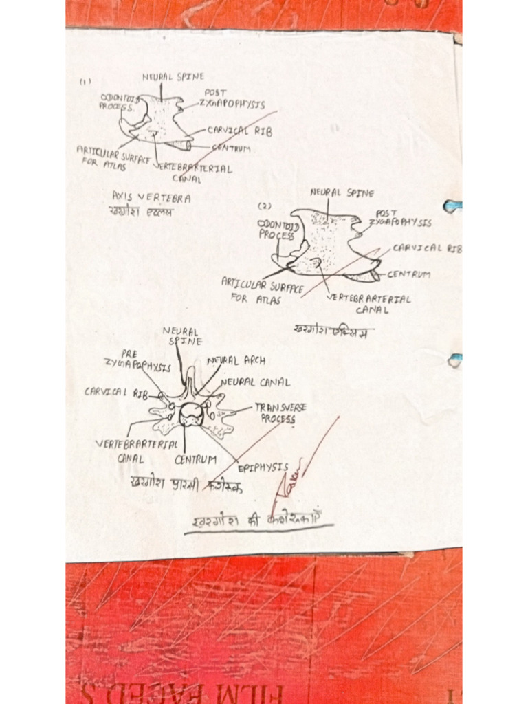 BSC 3rd Year Zoology Practical File | PDF
