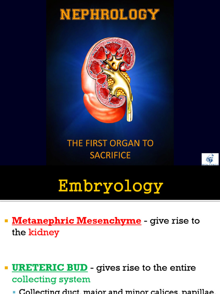 Kidney Development and Function Overview | PDF | Kidney | Urinary System