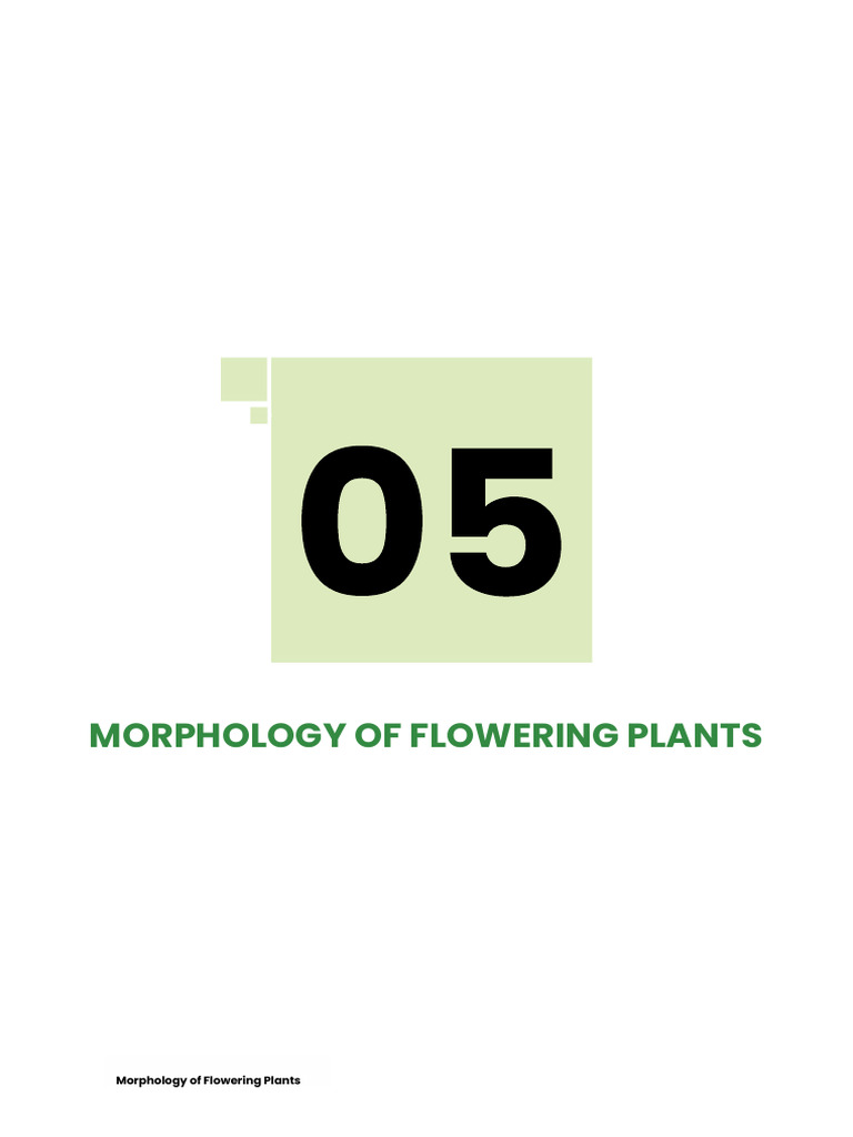 Class-11 TH Vedantu Notes BiologyMorphology of Flowering Plants | PDF ...