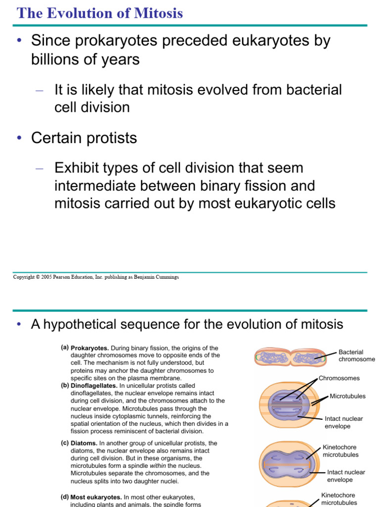 Evolution of Mitosis and Binary Fission | PDF | Mitosis | Cell Cycle