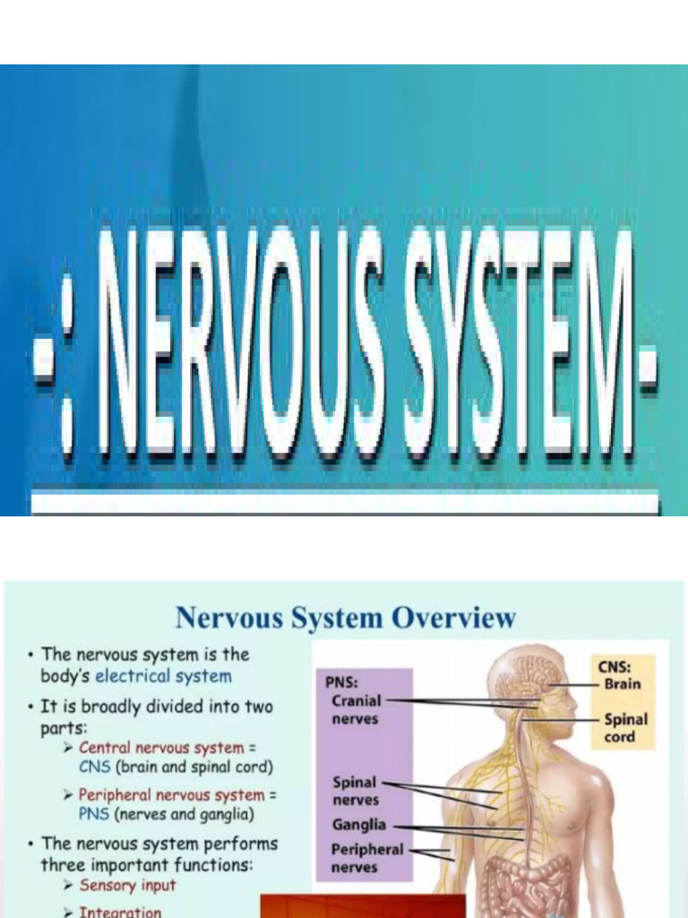 Nervous System Unit I HAP-II | PDF