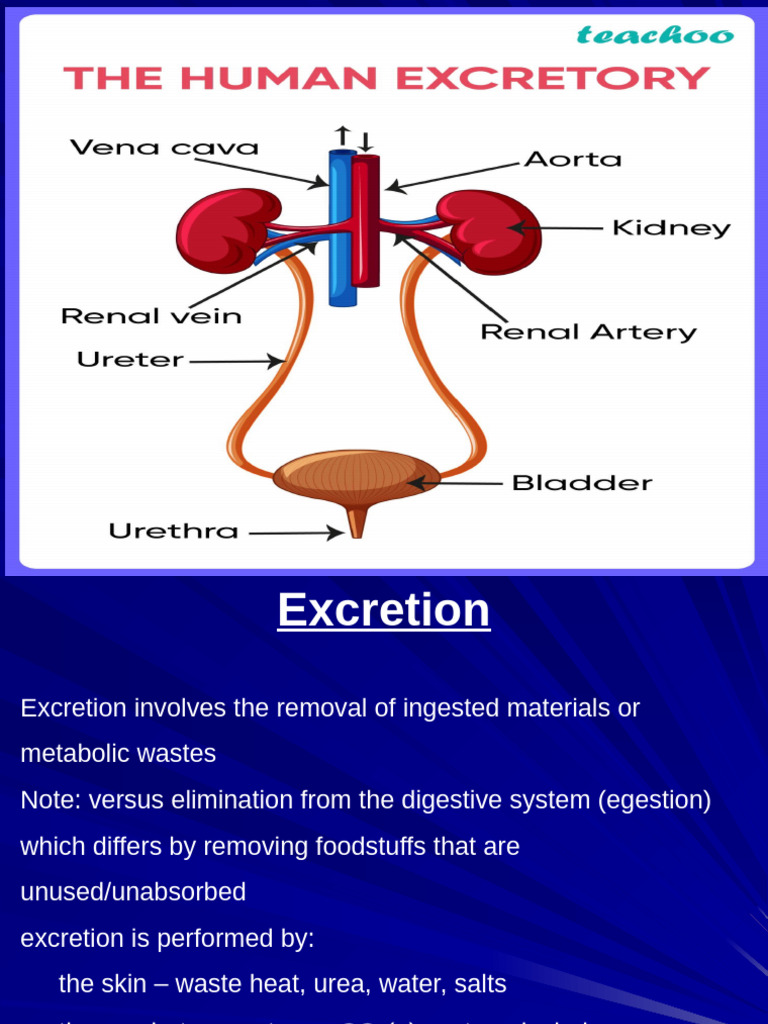 Excretory System Ppt | PDF | Excretion | Urine