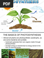 Adaptations of The Leaf For Photosynthesis and Gaseous Exchange | PDF ...