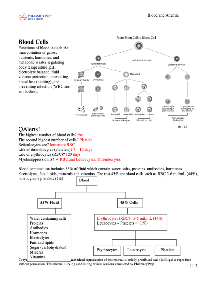 Chapter 11 Notes | PDF