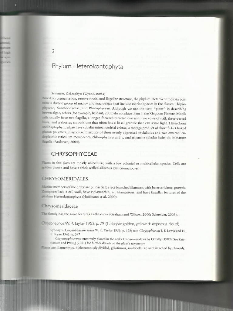 Phylum Heterokontophyta | PDF