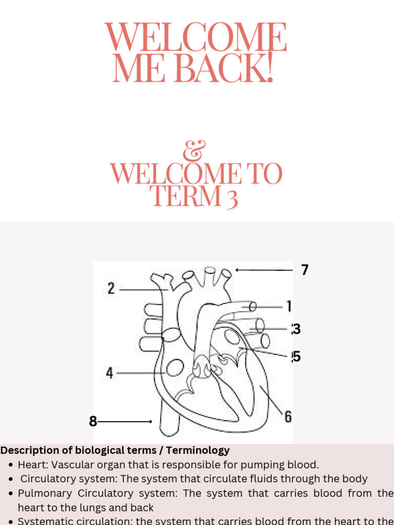 Heart and Circulatory System Overview | PDF | Atrium (Heart) | Heart