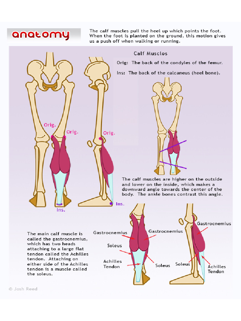 Calf Muscles Group | PDF