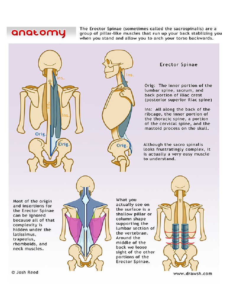 Erector Spinae Group | PDF