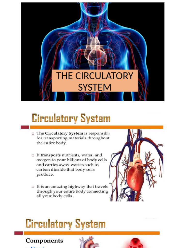 Overview of the Circulatory System | PDF